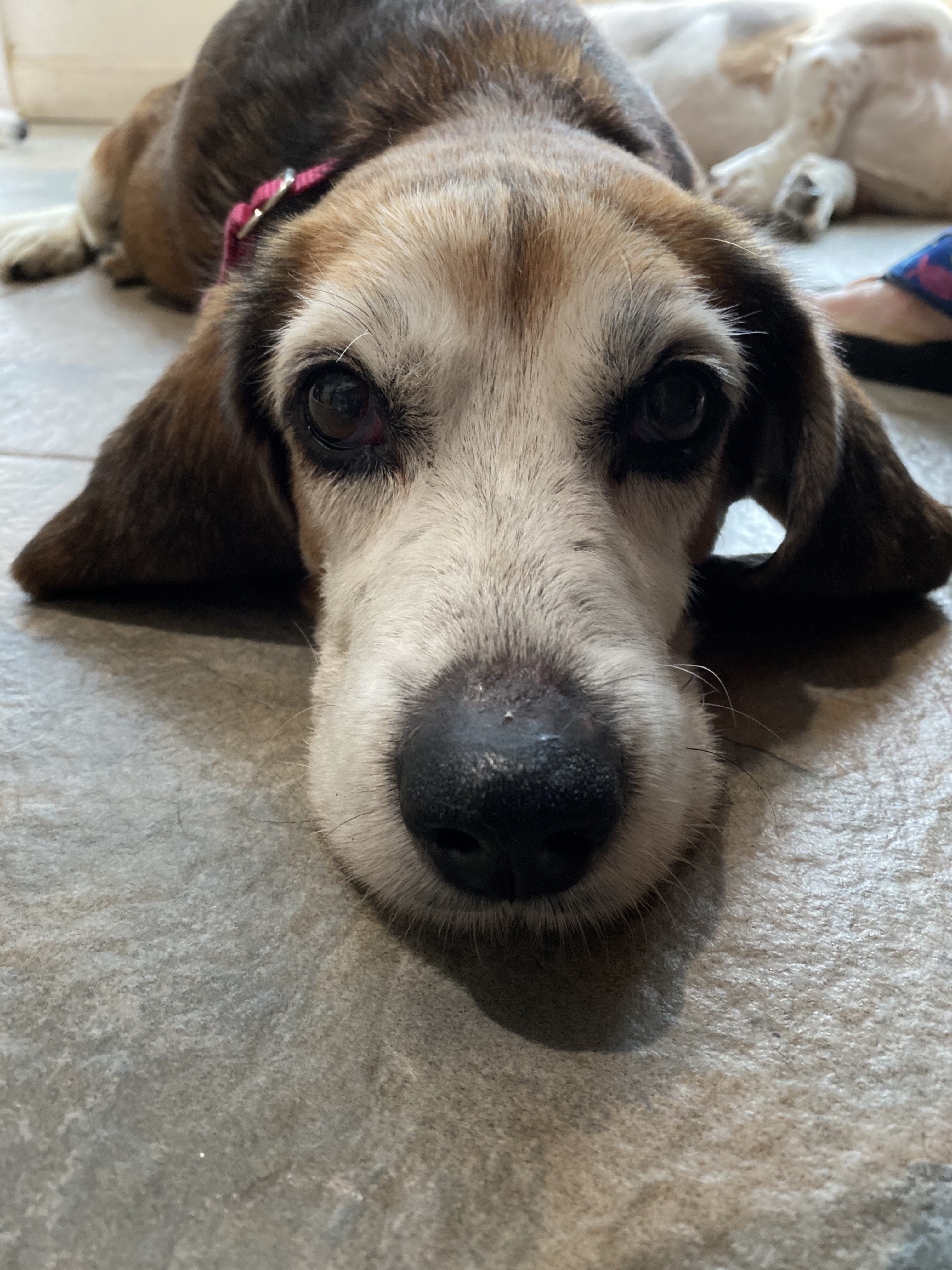 Wedge 1 – Senior Houndsabound